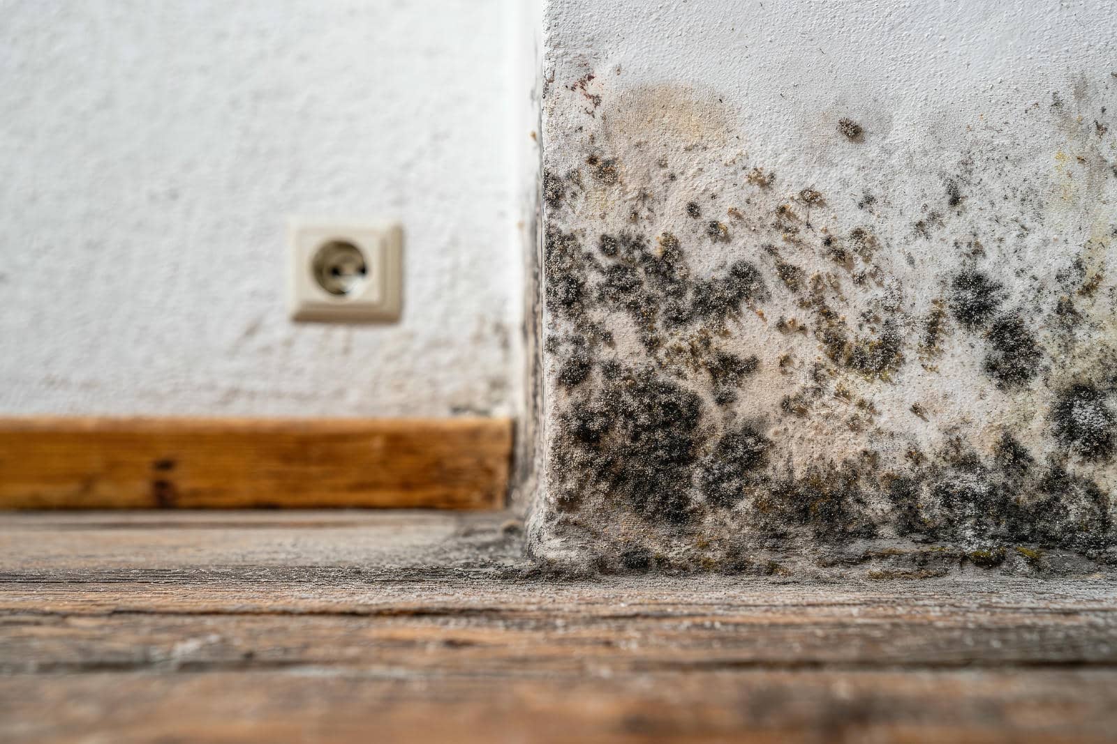 Why Proper Mold Cleanup Matters After Water Restoration? | Lanstar USA